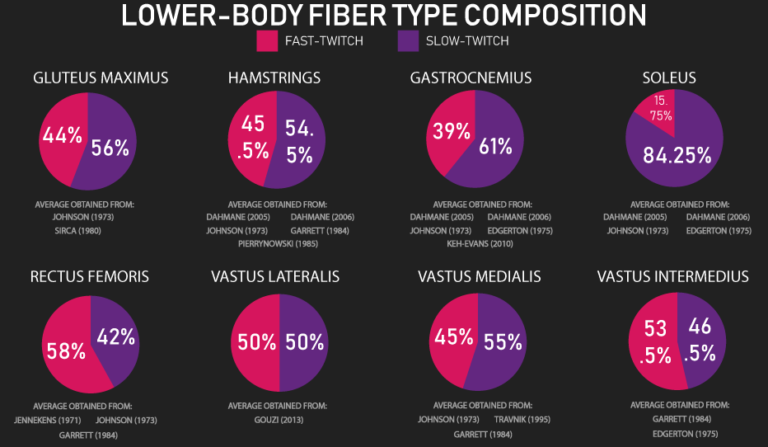 Should You Be Training Muscles Based on Their Fiber Type? - House of ...