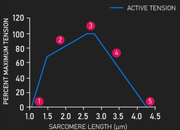 The Length-Tension Relationship and Muscle Growth - House of Hypertrophy