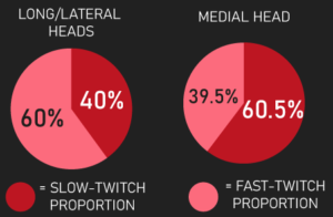 The Ultimate Guide to Building Bigger Triceps - House of Hypertrophy