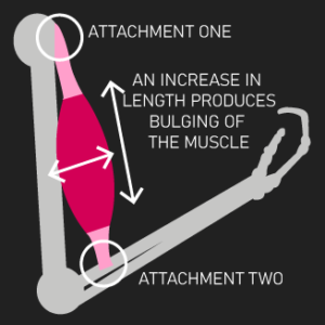 The Science of Myofibrillar Hypertrophy & Packing - House of Hypertrophy