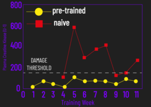 Do Microtears in the Muscle Cause Growth? Science Analysis - House of ...