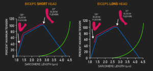 The Biceps Length-Tension Relationship - House of Hypertrophy